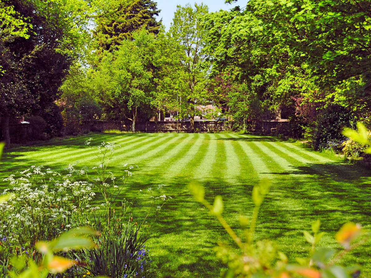 Should I Water My Lawn After Fertilizing? | Lawn Sense