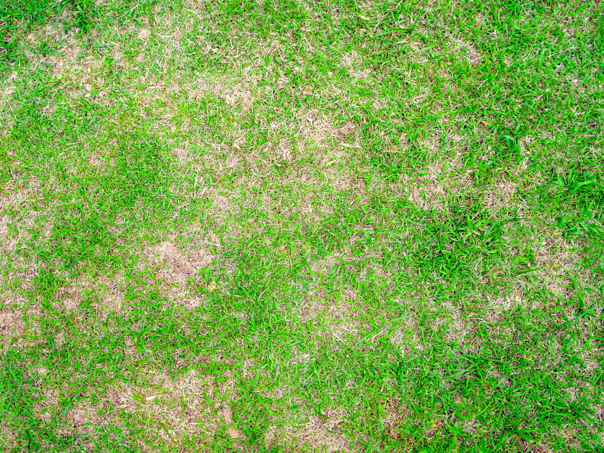 The Complete Guide to Lawn Fungus | Lawn Sense