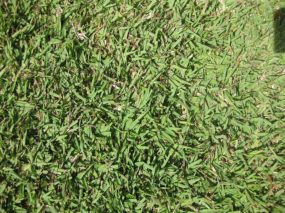 7 Best Types of Grass in Texas for Lush Lawns | Lawn Sense