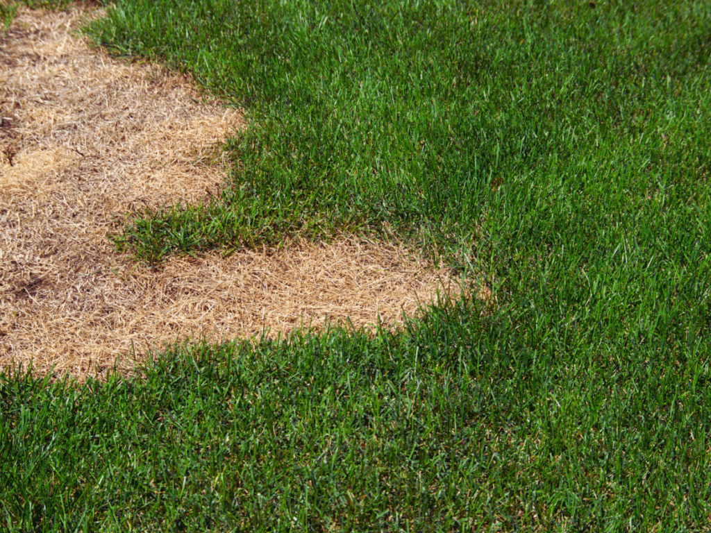 5 Causes of an Uneven Watering Sprinkler System | Lawn Sense