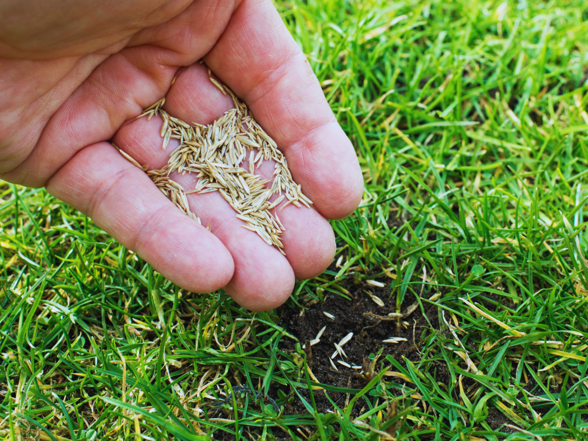 How Long After Pre-Emergent Can You Seed? | Lawn Sense